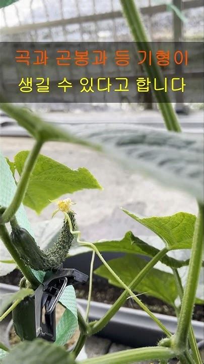 오이의 수 꽃은 제거해 주세요 오이가 구부러지고 기형이 생긴다면 꼭 이렇게 해주세요 Youtube