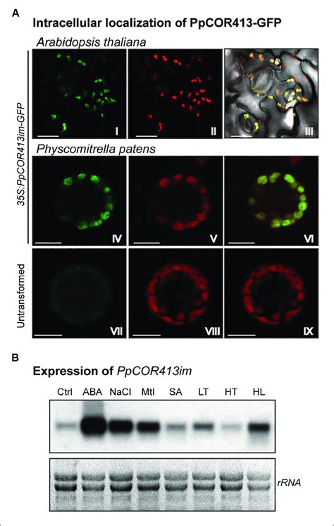 Subcellular Localization Gene Expression And Predicted Topology Of Download Scientific