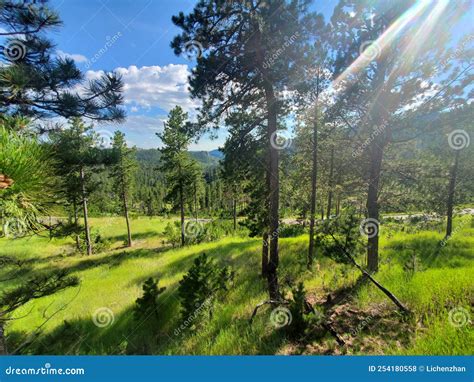 Bosque En Monte Rushmore Foto De Archivo Imagen De Verde 254180558