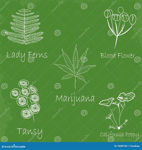 Set Of Hand Draw Medicinal Herbs Stock Vector Illustration Of Herb