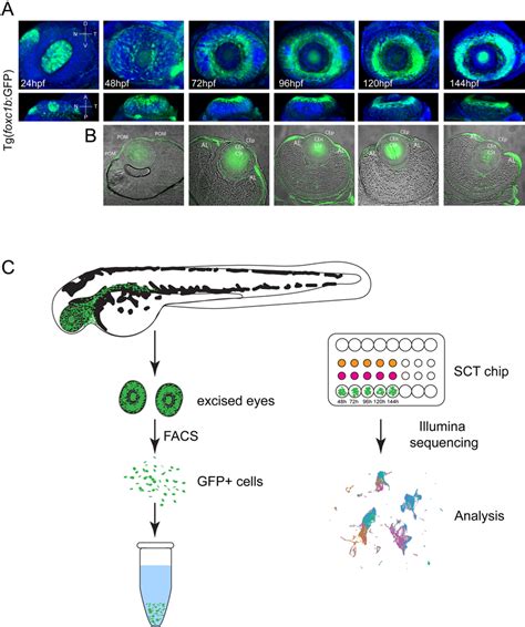 Strategy For Generating Asm Single Cell Transcriptomes Over The Course