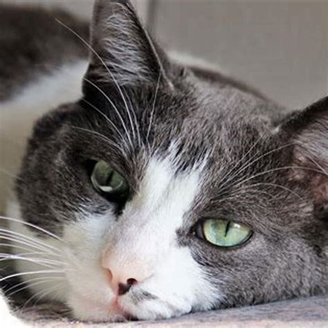 How Do I Know If My Cat Has Mated Diy Seattle