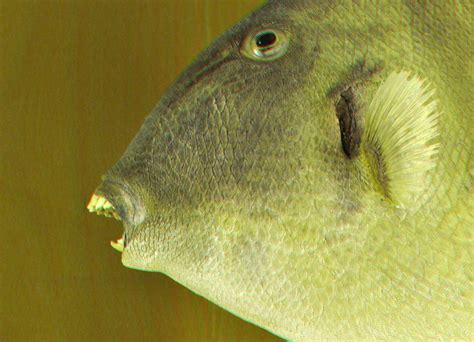 Bony-Fish NHM 3D | Natuurhistorisch Museum Rotterdam anaglyp… | Flickr