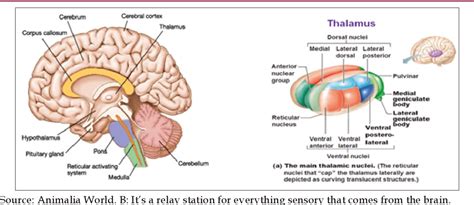 Brain Thalamus