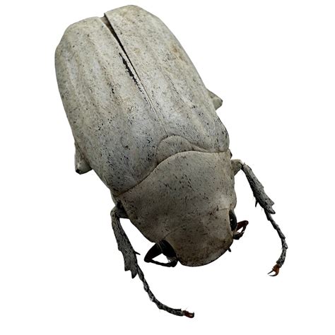 White Scarab Beetle Cyphochilus Insulanus Melolonthidae Beetle