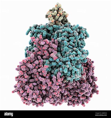 Pyruvate Dehydrogenase Complex Computer Model Showing The Structure Of