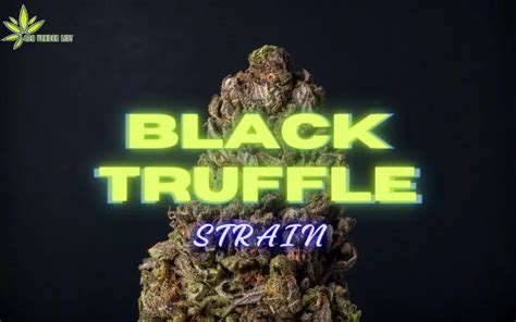 Exploring The Enigma Black Truffle Strain Demystified For Cannabis