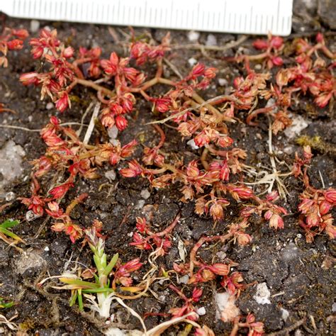 Crassulaceae
