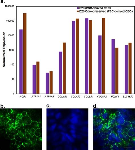 characterization of pbmc originated ipsc derived cecs following