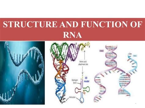 Types Of Rna Structure And Its Functions Pptx