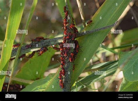 Firebugs Mating And Walking Backwards Spring Nature Fire Bug Red