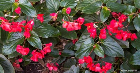 Dragon Wing Begonia Plant Growing And Care Tips