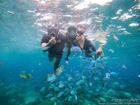 필리핀 보홀 자유여행 패키지 육상 투어 초콜릿힐 호핑투어 네이버 블로그