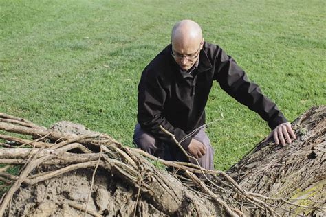What Is Tree Risk And How Do You Measure It Urban Arbor