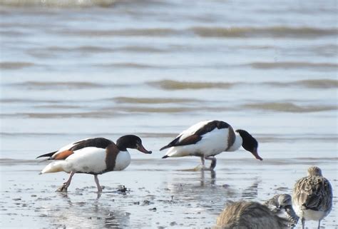 トッコス爺の身近な花・虫・鳥 撮り 東与賀町大授搦2020年・早春の野鳥たち2 ツクシガモ