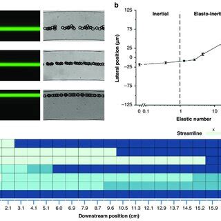 Downstream Evolution Of Particle Focusing A Stacked Fluorescent Streak