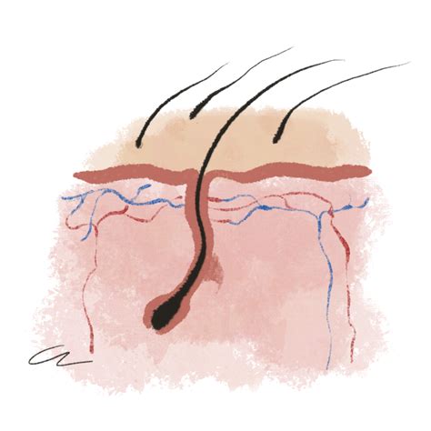 Yale Researchers Find The Signals Essential For Hair Follicle Formation
