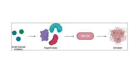 Kinases Controlling Stability Of The Oncogenic Mycn Protein Acs