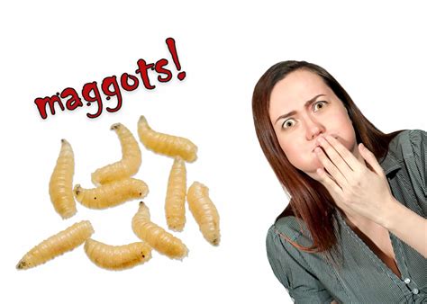 Maggots How To Pest