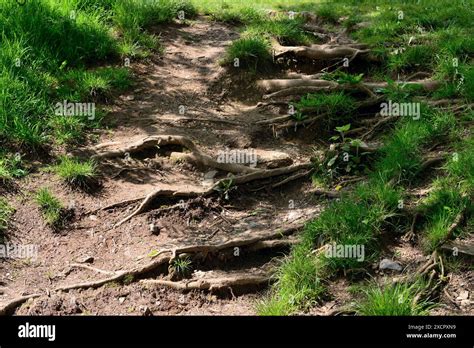 Exposed Tree Roots Growing Across A Countryside Path Stock Photo Alamy