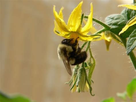 The Abcs Of Bee Vectoring