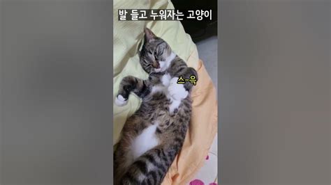 발 들고자는 고양이 고양이잠자는고양이고양이잠버릇 Youtube