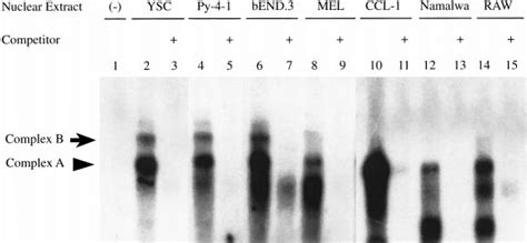 Emsa Using An Oligonucleotide Probe Encoding The Tie1 Octamer Element