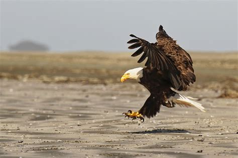 날개가 퍼지고 발톱이 밖으로 발톱 모래 해변에 착륙 대머리 독수리 0명에 대한 스톡 사진 및 기타 이미지 0명 기원전