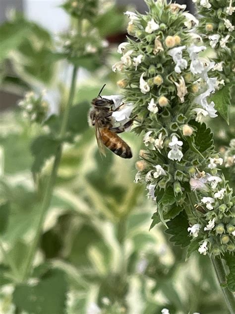 Three Kinds Of Bee On Catnip Northern Co R Whatsthisbug