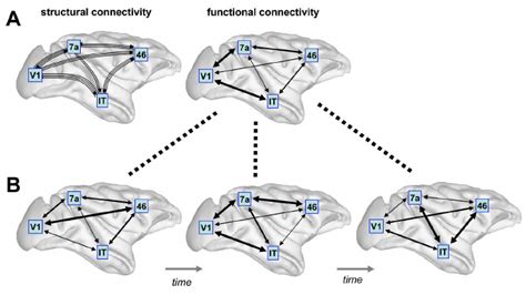 Structural And Functional Connectivity In The Brain A The Image Of Download Scientific