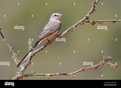 Scissor Tailed Flycatcher Tyrannus Forficatus Perched South Texas