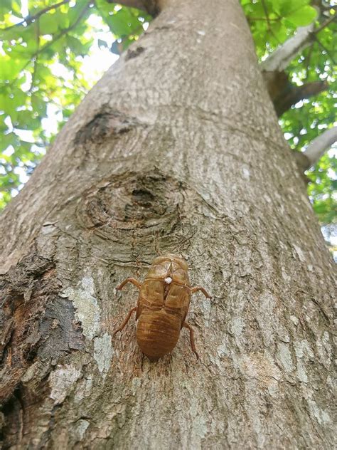 The Former Insect Cocoon Stuck To The Tree After Its Abandonment Stock
