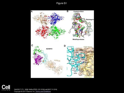 Structural Basis For Regulated Proteolysis By The α Secretase Adam10