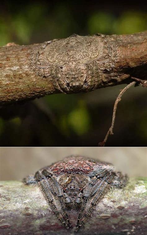 Wrap Around Spider And 10 More Creepy Natural Phenomena You Might Not
