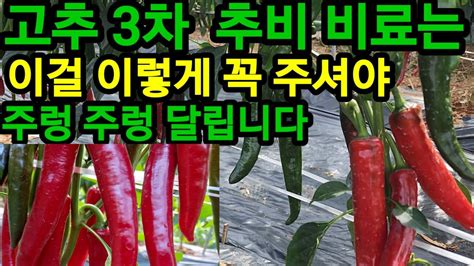 고추 웃거름 추비 이렇게 주시면 원한대로 수확 합니다 YouTube