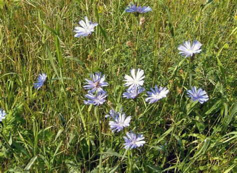 Paprastoji trūkažolė (lot. Cichorium intybus) – Vaistažolė
