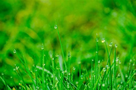 25 Free Photoshop Grass Brushes For Designers Datawider