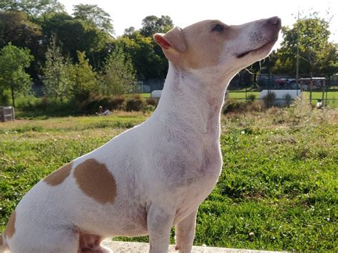 Mâle Jack Russel disponible pour saillie Petite Annonce chien