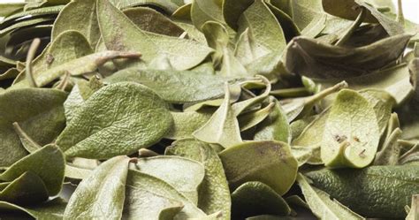Mącznica lekarska Naturalny sposób na infekcje i schorzenia układu