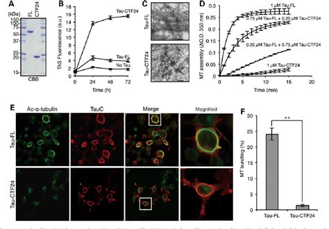 Figure From The Twenty Four KDa C Terminal Tau Fragment Increases With Aging In Tauopathy Mice