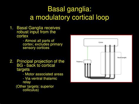 Ppt Functional Anatomy Of The Basal Ganglia Powerpoint Presentation