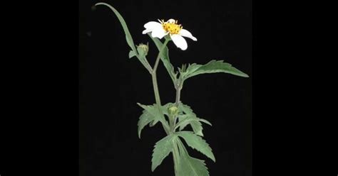 La flor parecida a la manzanilla que combate la caída del cabello y los problemas renales Infobae