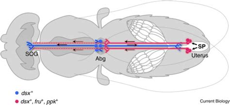 Sexual Behavior How Sex Peptide Flips The Postmating Switch Of Female