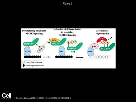 Deacetylase Enzymes Chemistry And Biology Ppt Download
