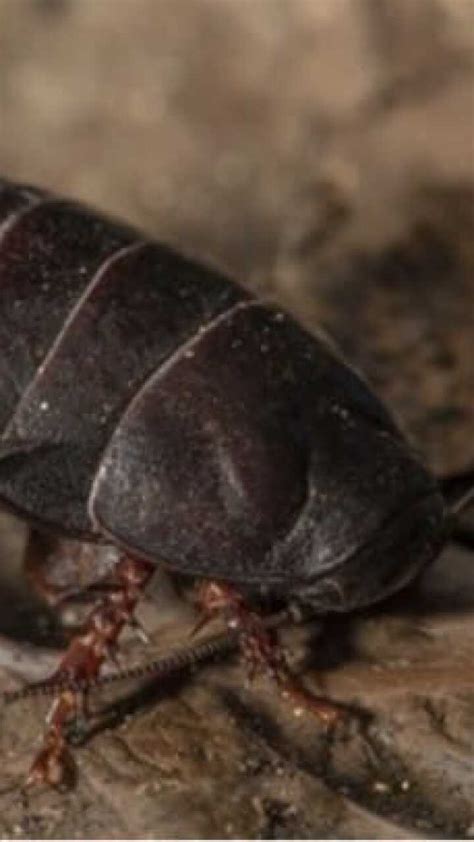 Encontraron En Australia Una Cucaracha Carnívora Que Se Creía Extinta