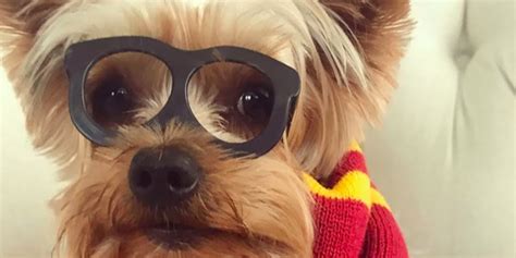 Diy Pet Costume Ideas Ps Smart Living