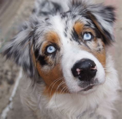Australian Shepherd With Mesmerizing Blue Eyes