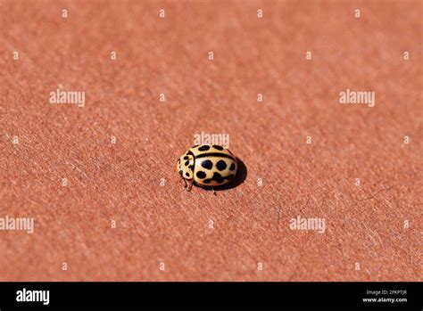 Yellow Ladybug