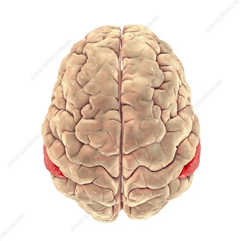 Brain With Highlighted Supramarginal Gyrus Illustration Stock Image
