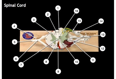 Spinal Cord Spinal Cord Model Diagram Quizlet